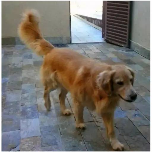 StickerFactory - noha